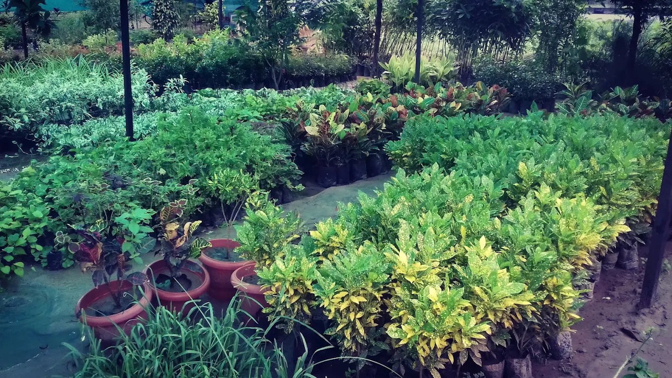 Shree ram nursery: Beautiful Plants for Your Home & Garden